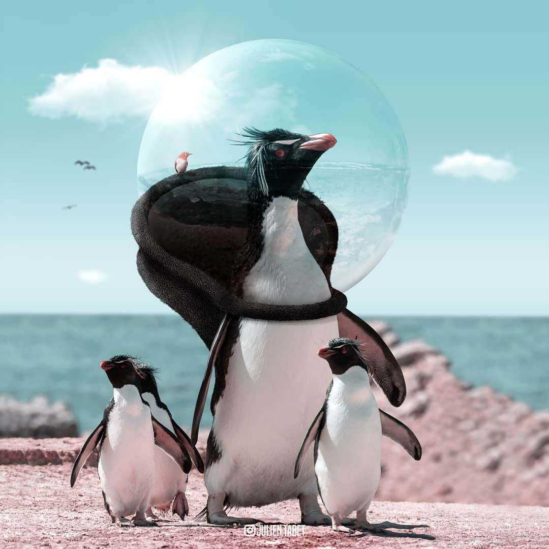 Penguen Manipülasyon - Penguin Manipulation Instagram: @julien.tabet