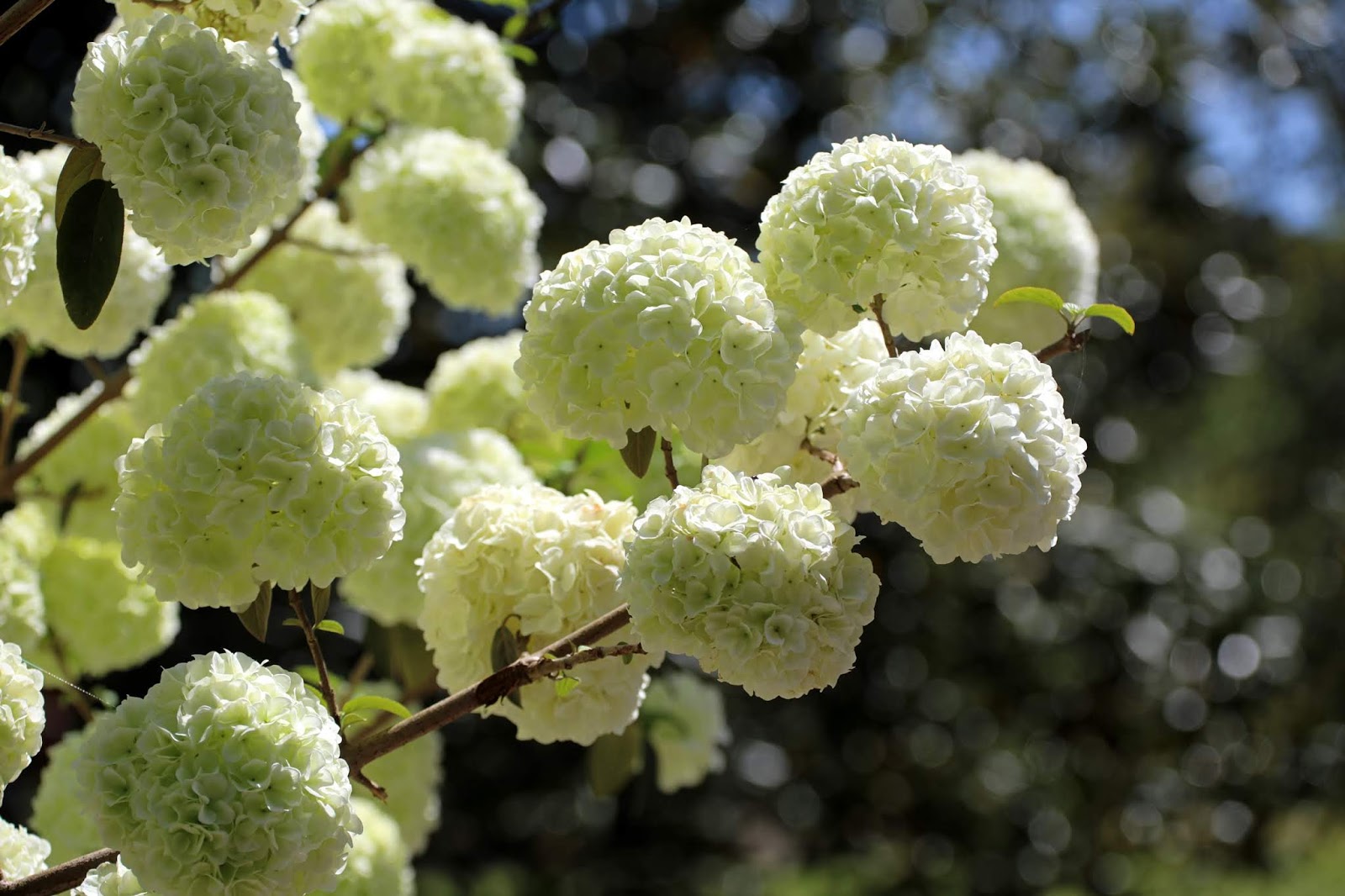 My Kampah: 4/11/19 GreenBrook Garden