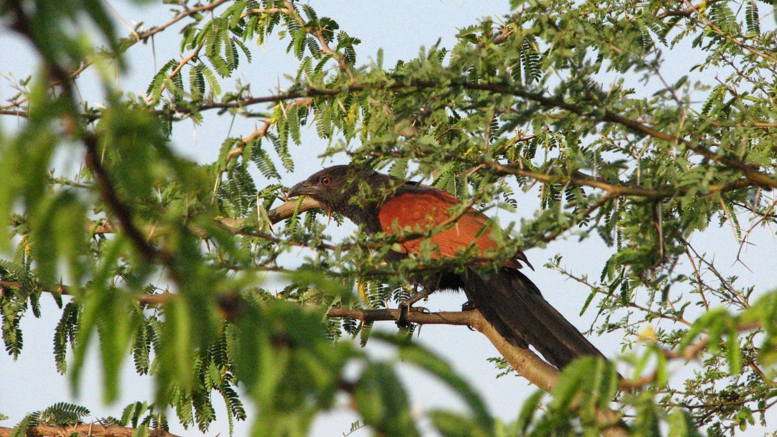 Travel Stories of India: Bird Watching at Hesaraghatta