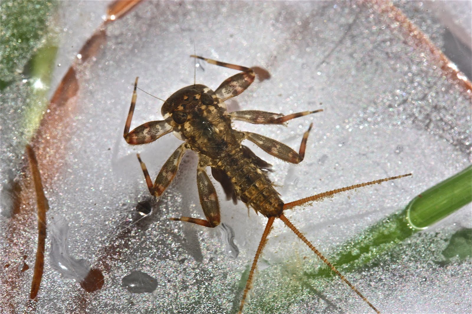 Aquatic Insects of Central Virginia: Fly Fishing, Flatheaded Mayflies ...