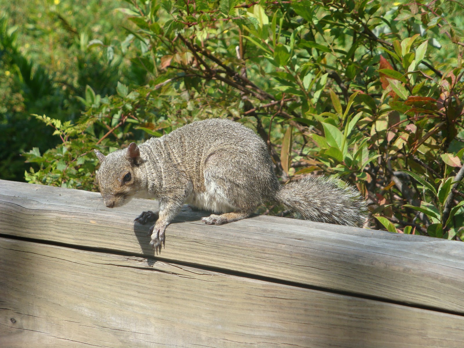 Life in a Cookie Jar: Crazy Squirrel