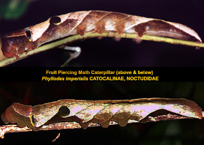 wowboom: หนอนแก้ว หัวโต ใส่หน้ากากฮอลโลว์ (Phyllodes imperialis)