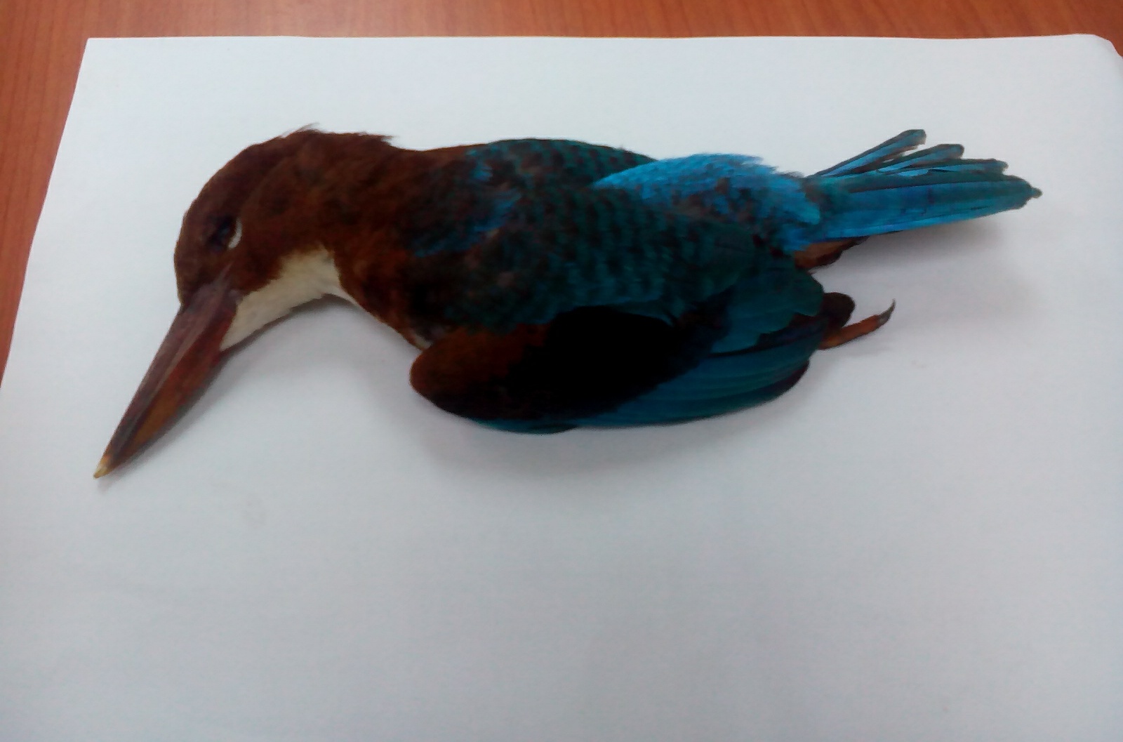 akuyangakut.blogspot : Burung Raja Udang...