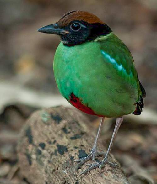 Western hooded pitta photos | Birds of India | Bird World