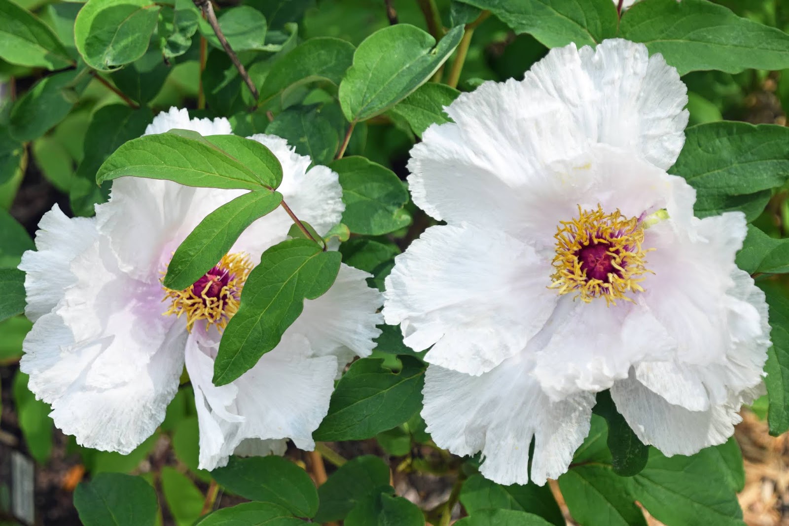 Southern Peony: 2020 Chinese Tree Peony Seedlings All White