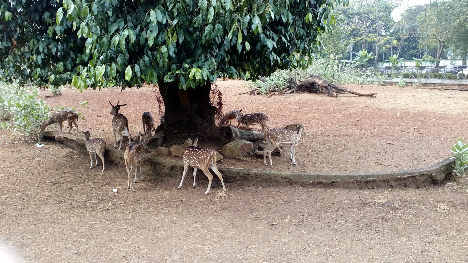 Mengunjungi Kebun Binatang Ragunan