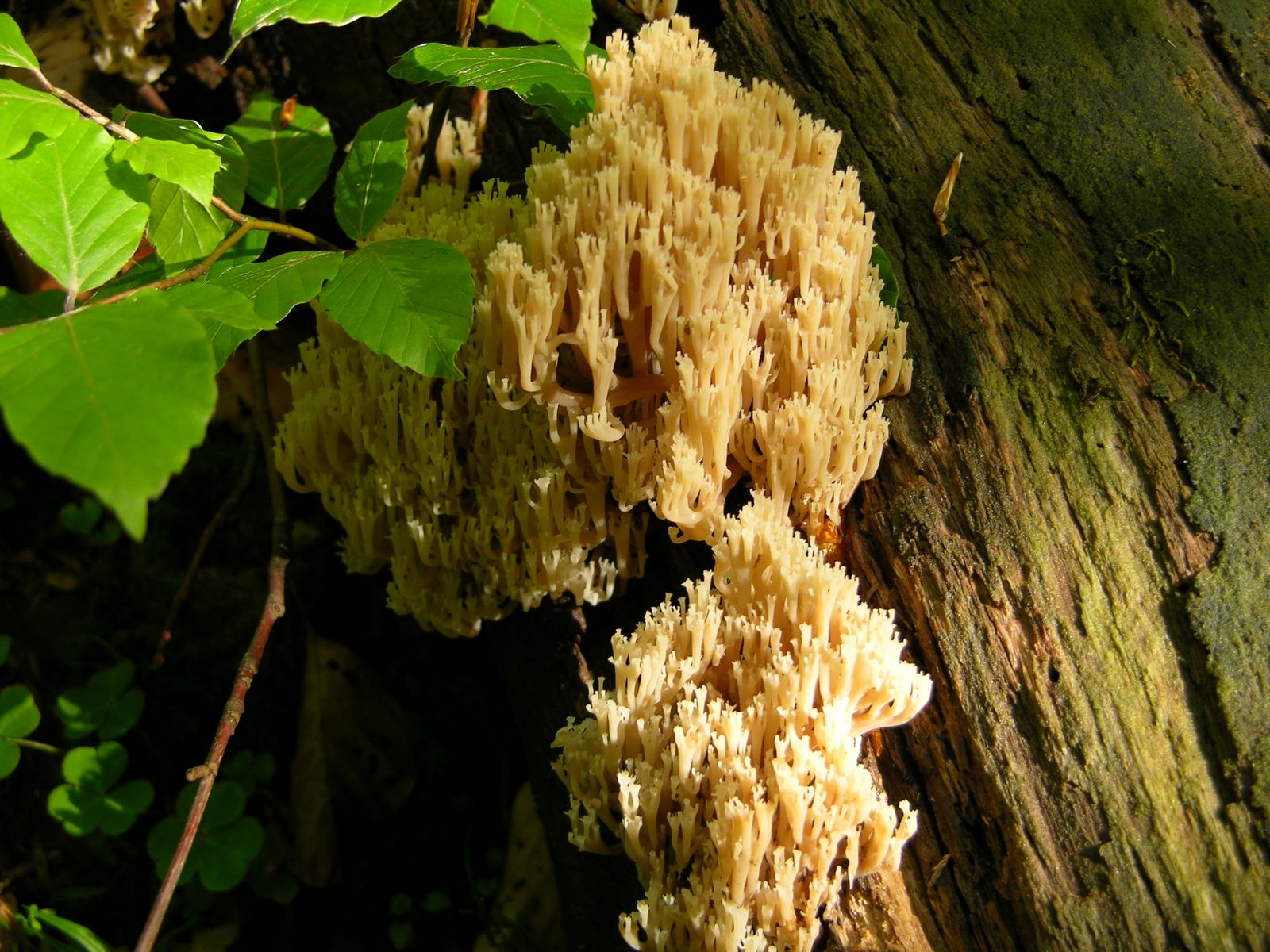 MUNTANYES: COUSERANS