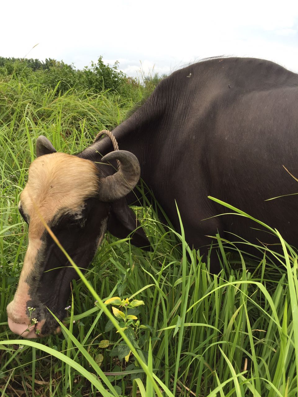 Kebau Sapi ( Buffalo Murrah ) Kerbau Susu Malaysia