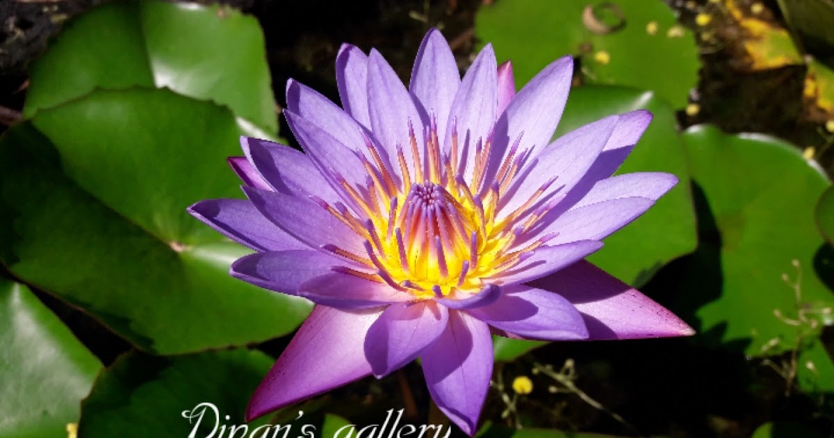 Flora of Assam with scientific names and images