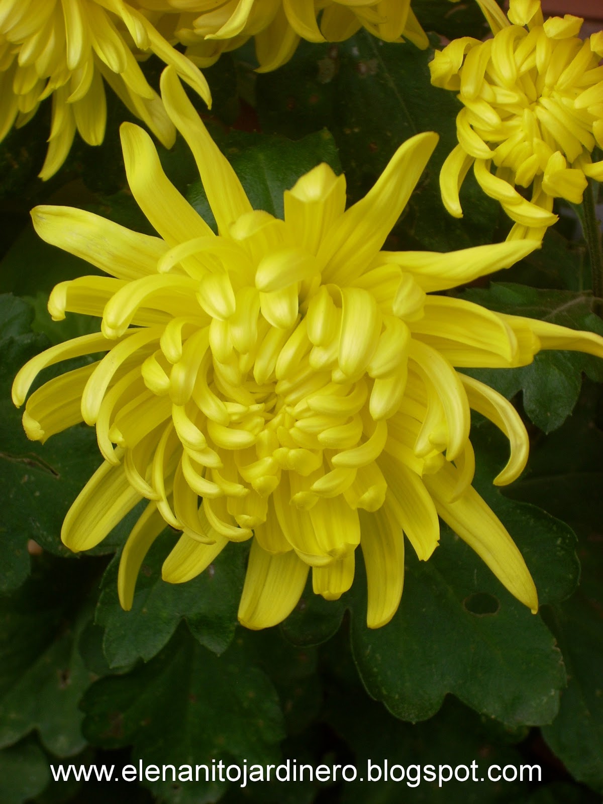 El enanito jardinero: CRISANTEMOS
