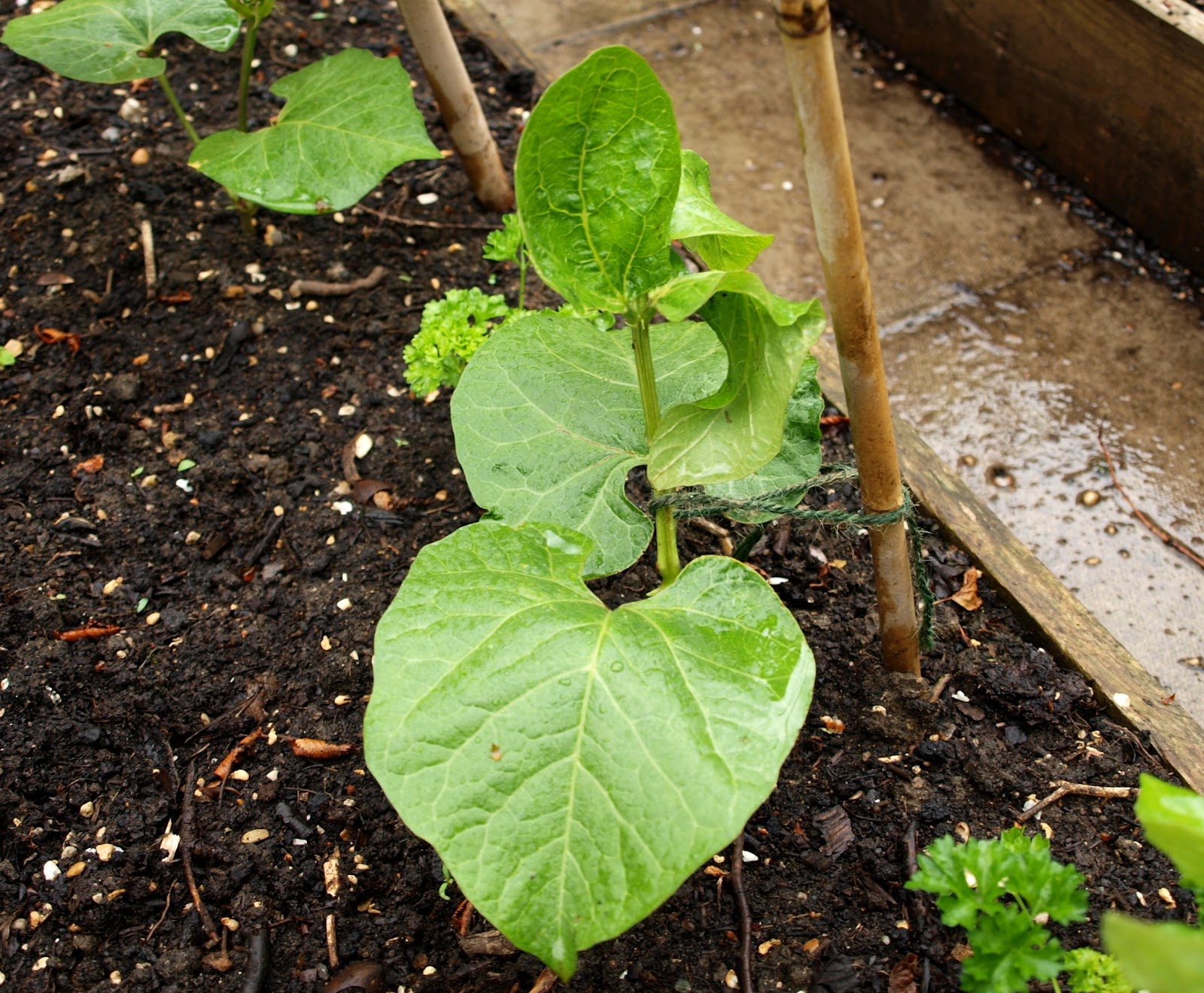Mark's Veg Plot: Runner Beans, Aubergines and Cucumbers