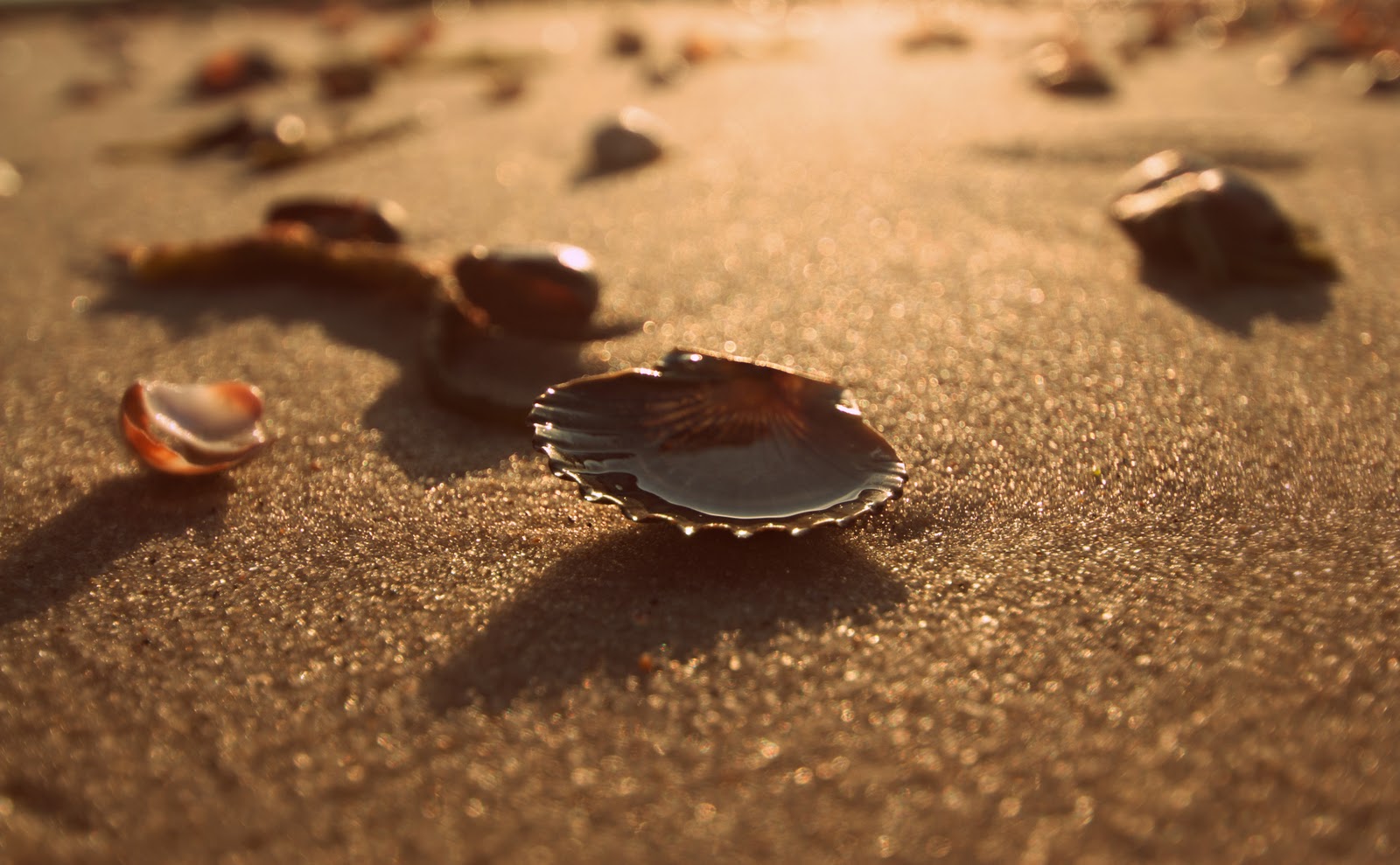 a little light reading: blinded by the light : 53 project week 43