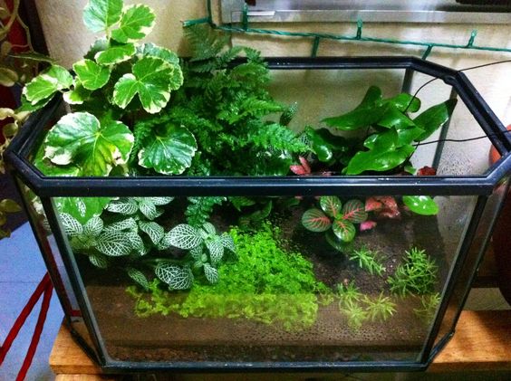 Milene Henriques: Tutorial Terrario em Aquário