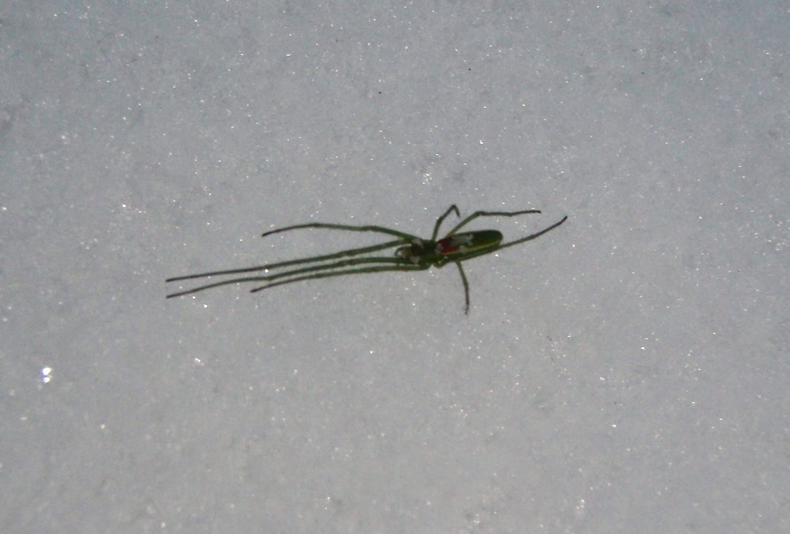 Dummerston Sightings: Tetragnatha viridis