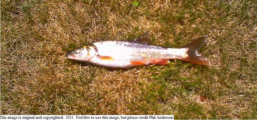 Fishing Reviews of the Far East. . .: Northern Pikeminnow Bounty Program