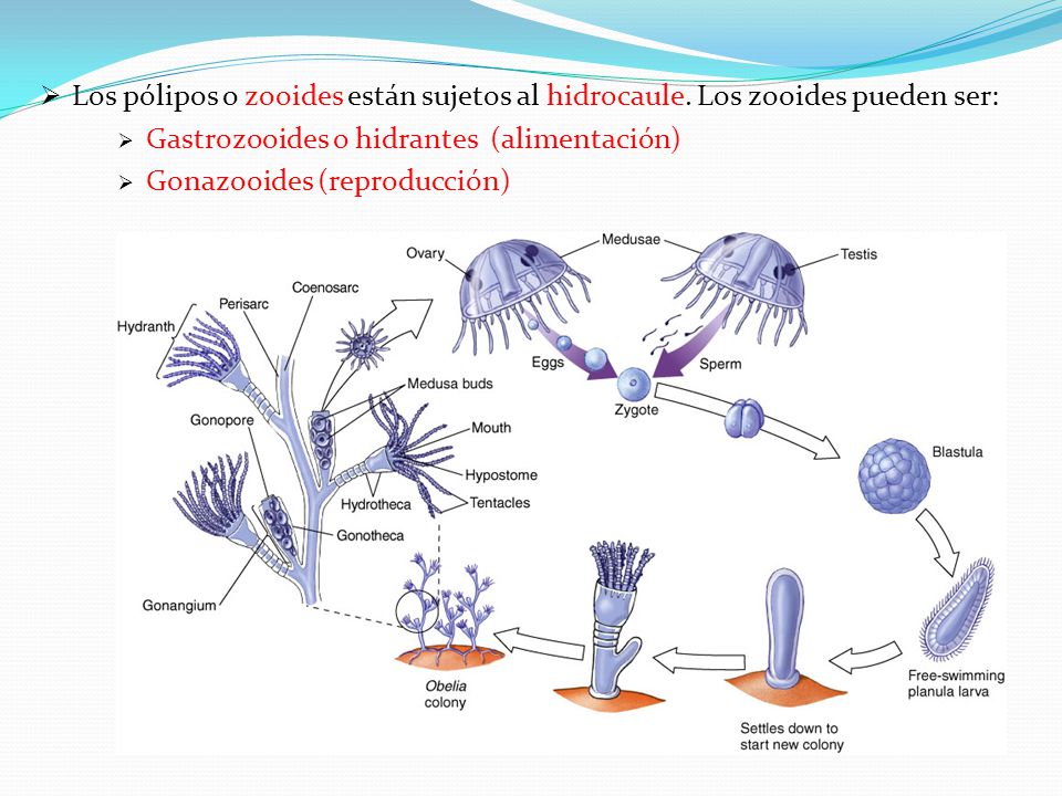 Info animales: CNIDARIOS, CARACTERÍSTICAS GENERALES