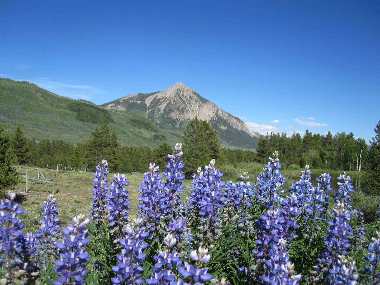 Road Trip 2019: Crested Beauty