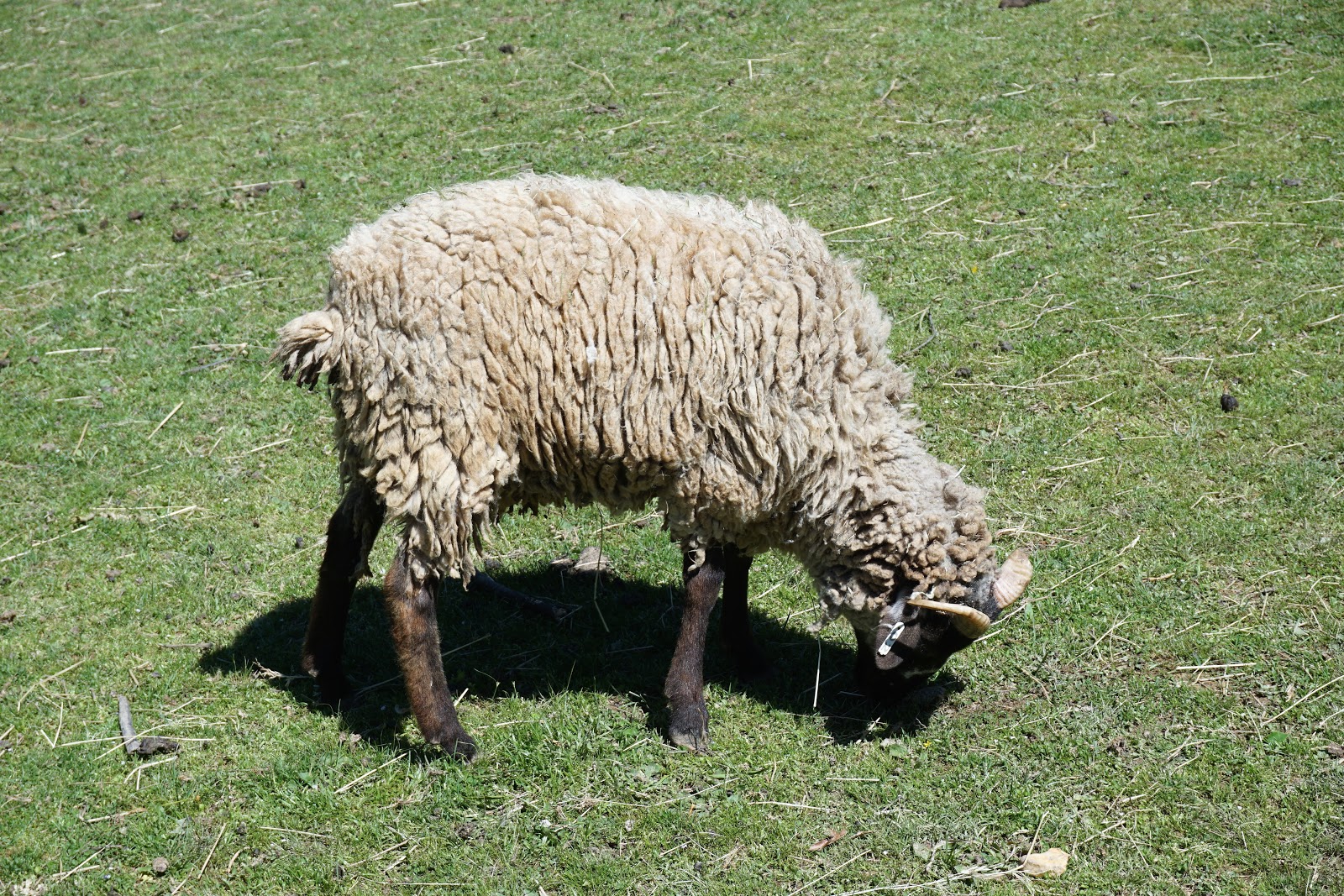 Souvenir Chronicles: VIRGINIA: MOUNT VERNON