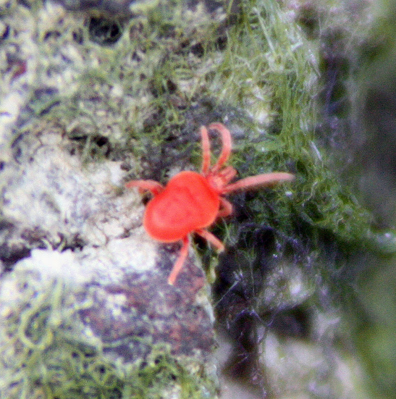 Wild and Wonderful: Wood Watch (1): Red Velvet Mite - mystery