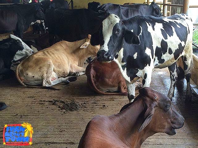 Ranch tourism in Masbate: Be a ranchero for a day! Holy cow! | Ivan ...