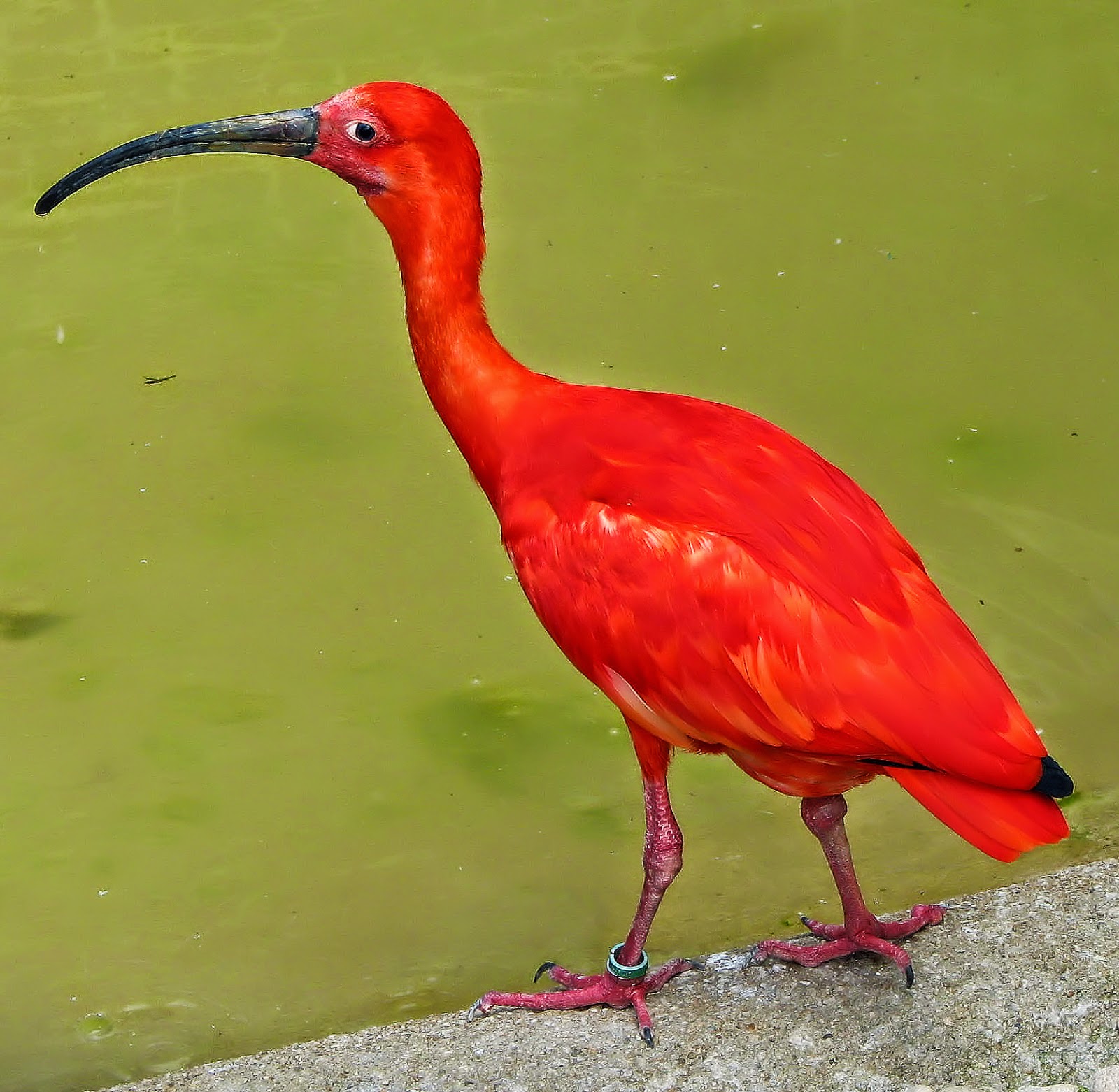 IBIS BIRD photos - wallpapers | the fun bank