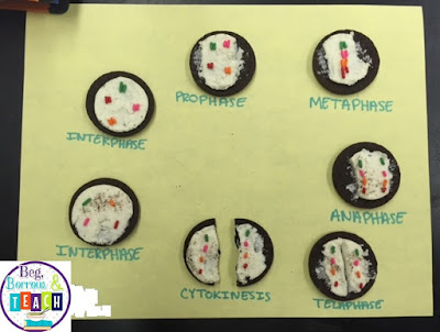 Beg, Borrow, and Teach!: Using Sweets to Teach Mitosis and Meiosis
