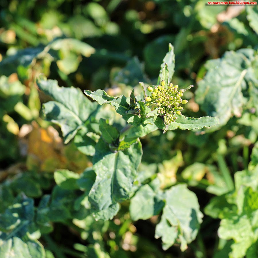 Sauvagement-Bon: Feuilles de colza