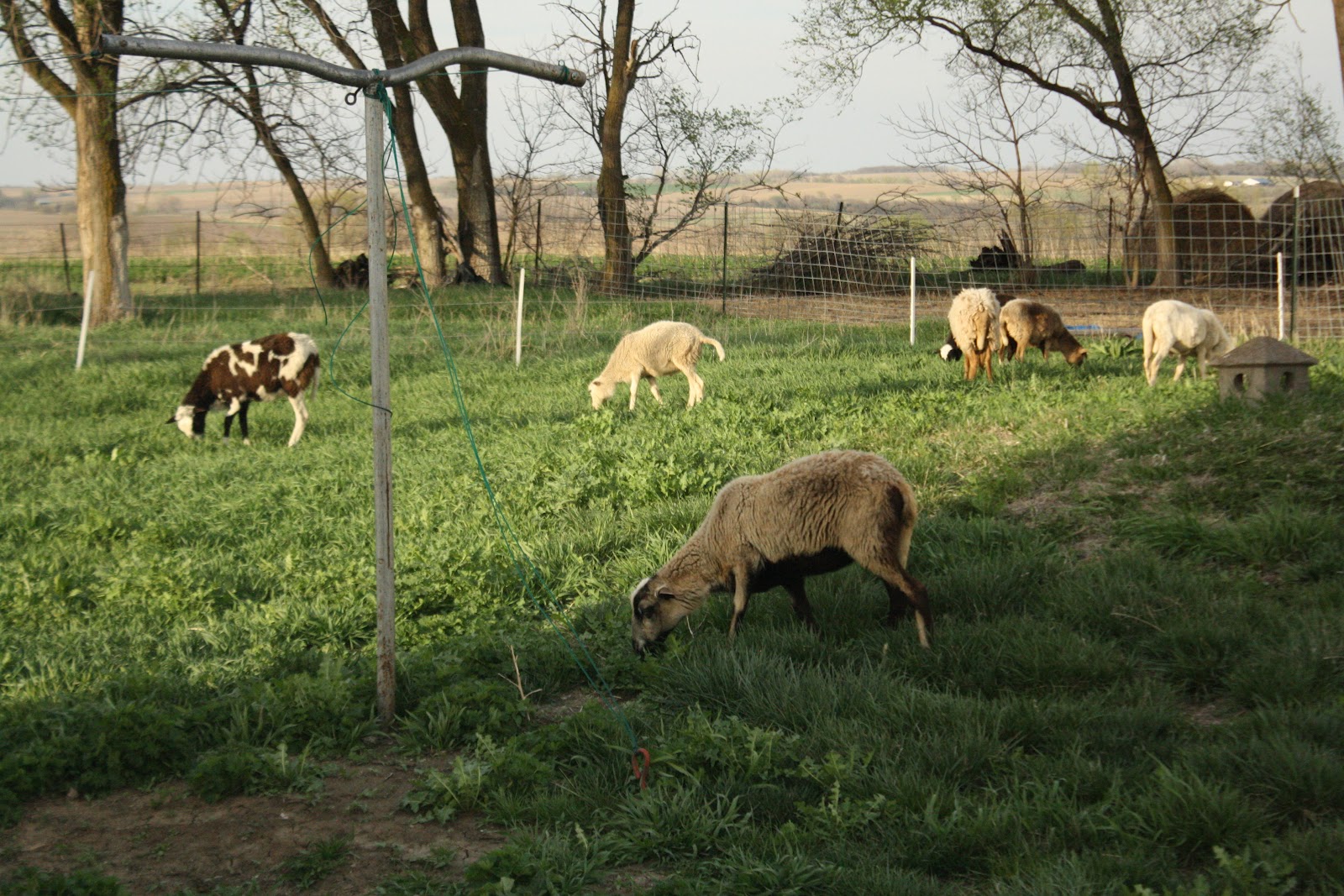a Girl on a Farm: Sheep in the backyard