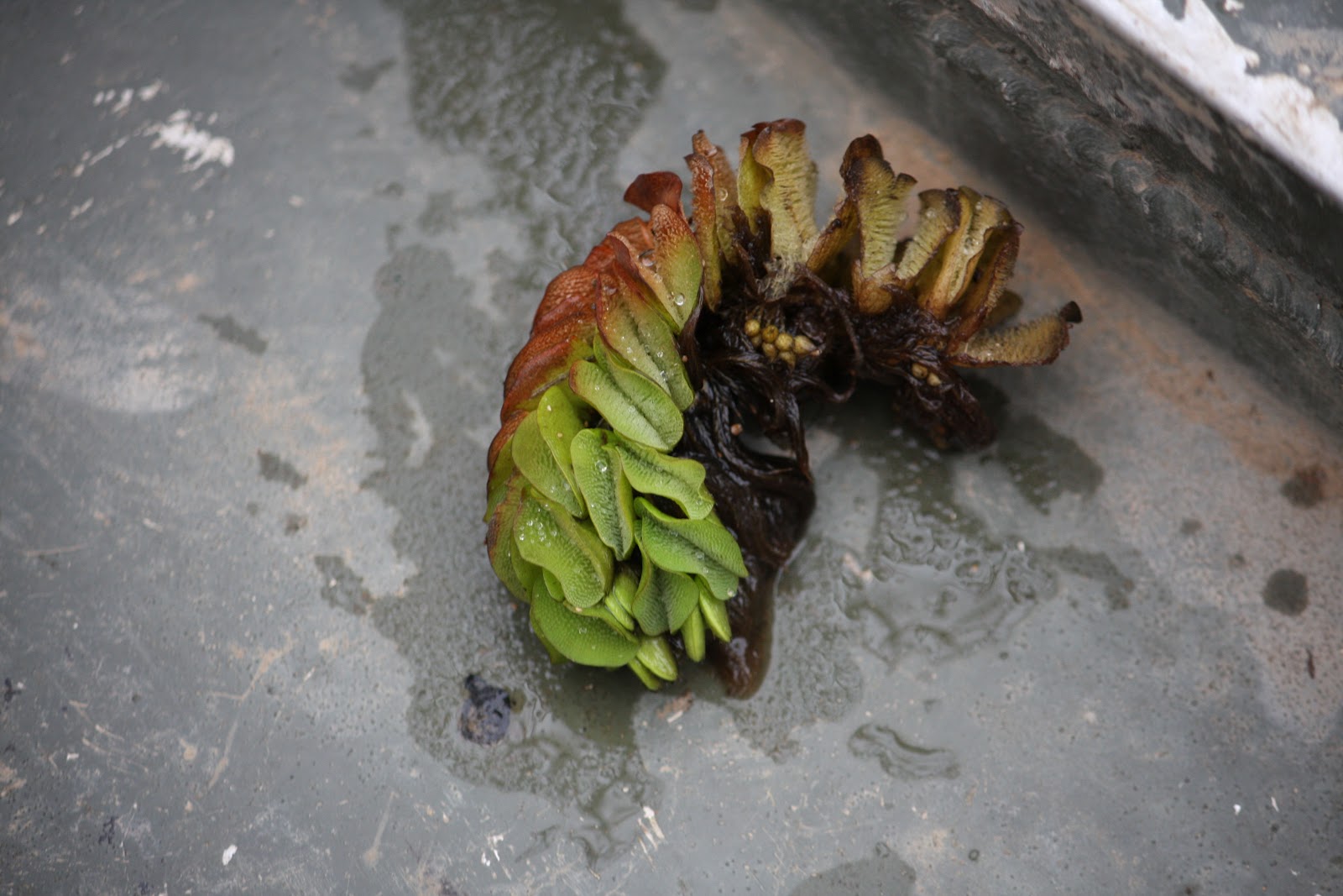 Caddo Lake Giant Salvinia Eradication Project: February 2012