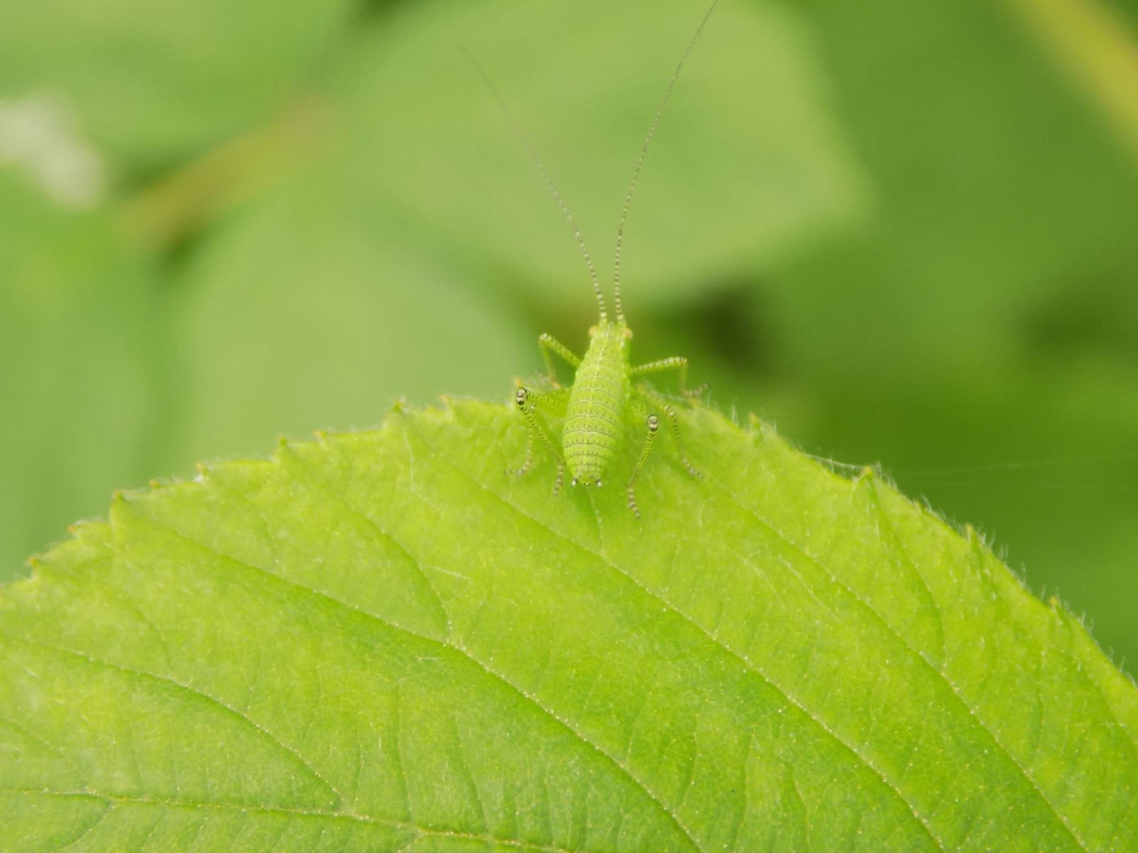 Ringwood Wildlife Diary: Interesting Insects