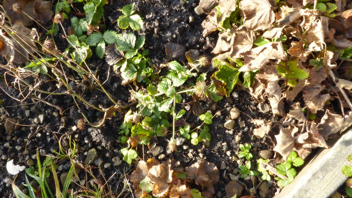 The Rainforest Fund Project: 2015- BSBI New Year Plant Hunt - Settle