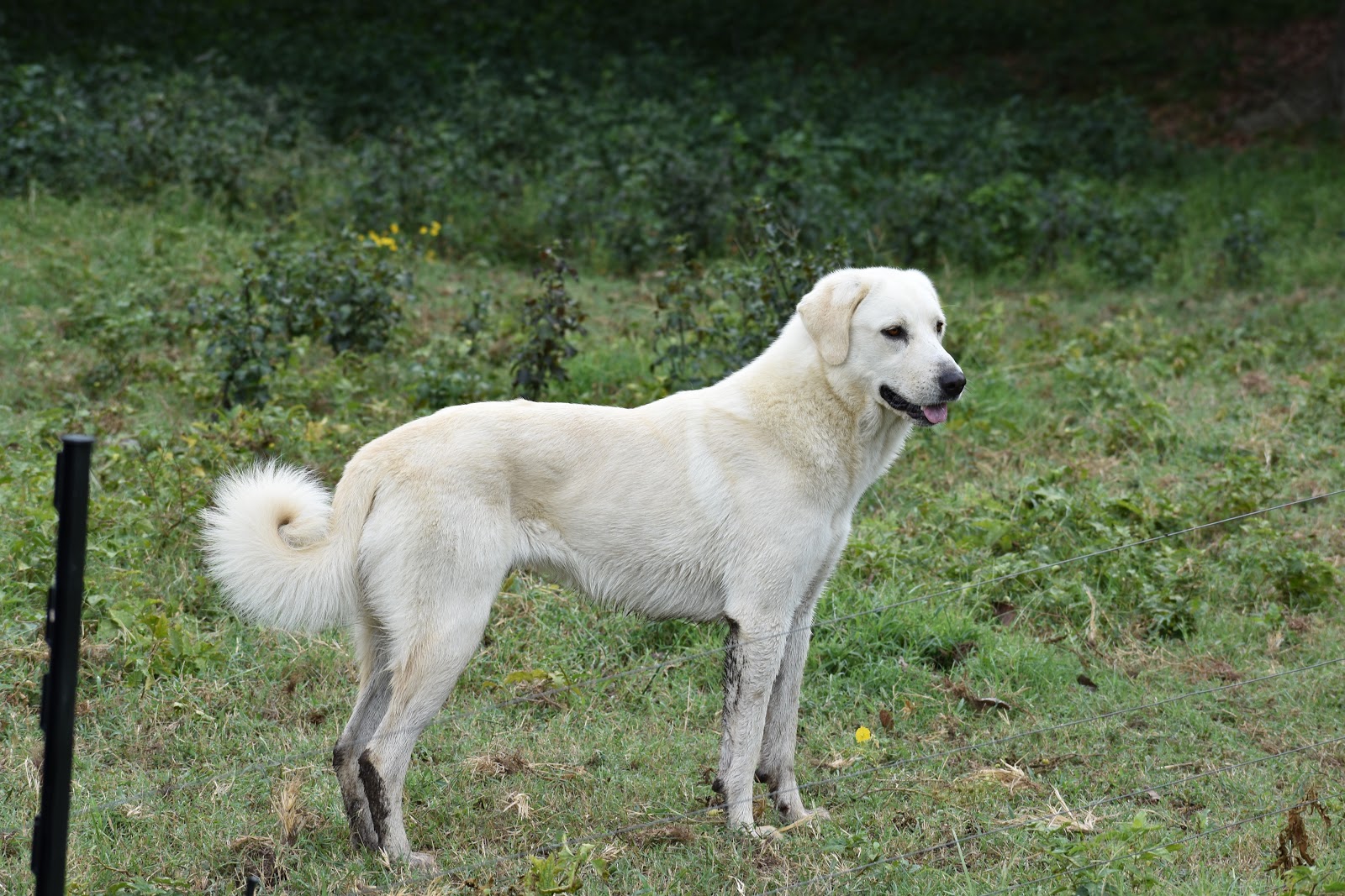 Honey Milk Farms: Anatolian Shepherd Livestock Guardian Dogs