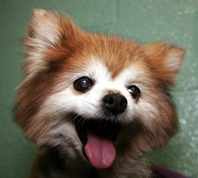 Gravy Rainbow: Cute Animal Overload