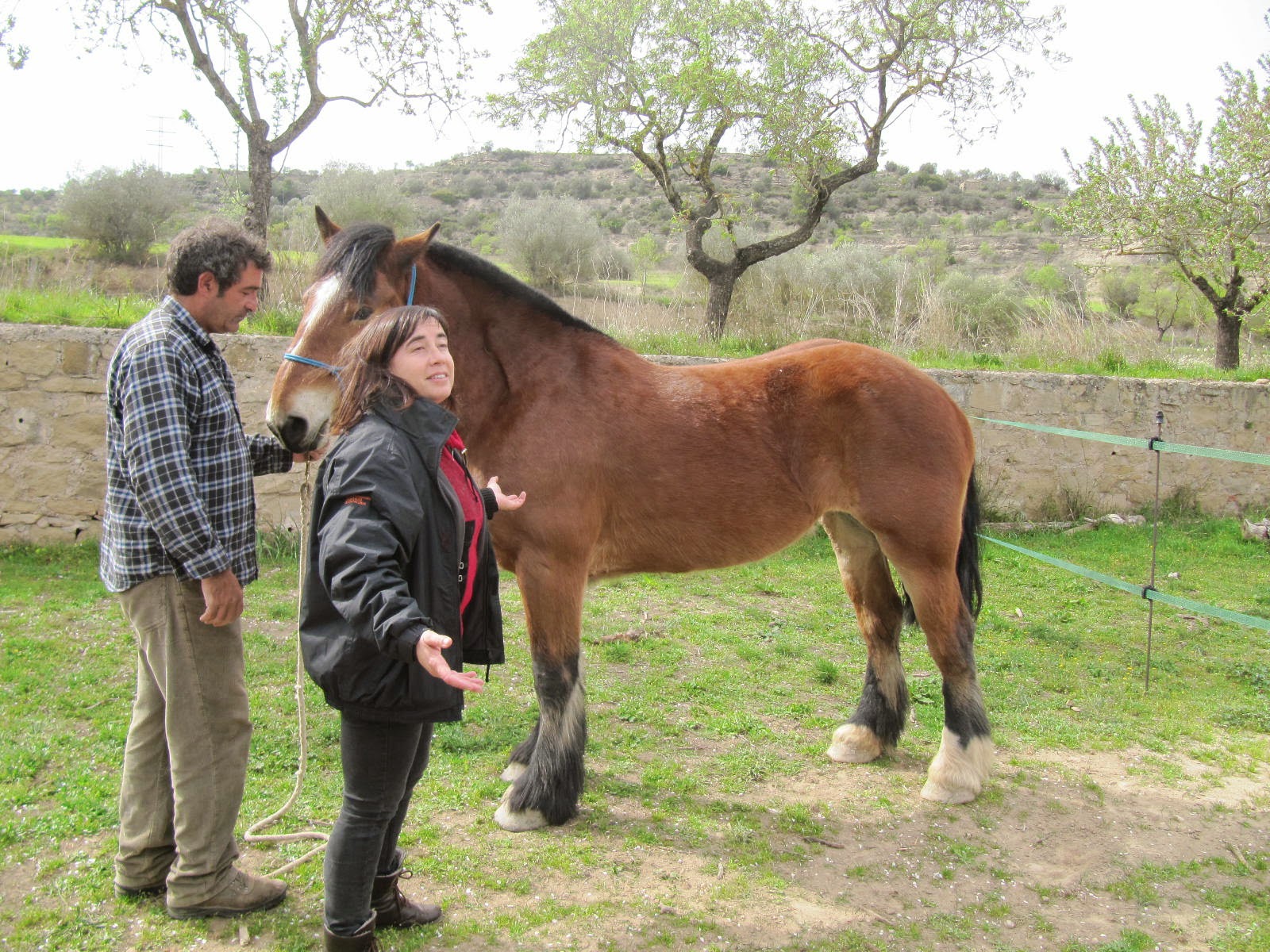 cavall pirinenc catala: cinquena i sexta setmana de curs d ...
