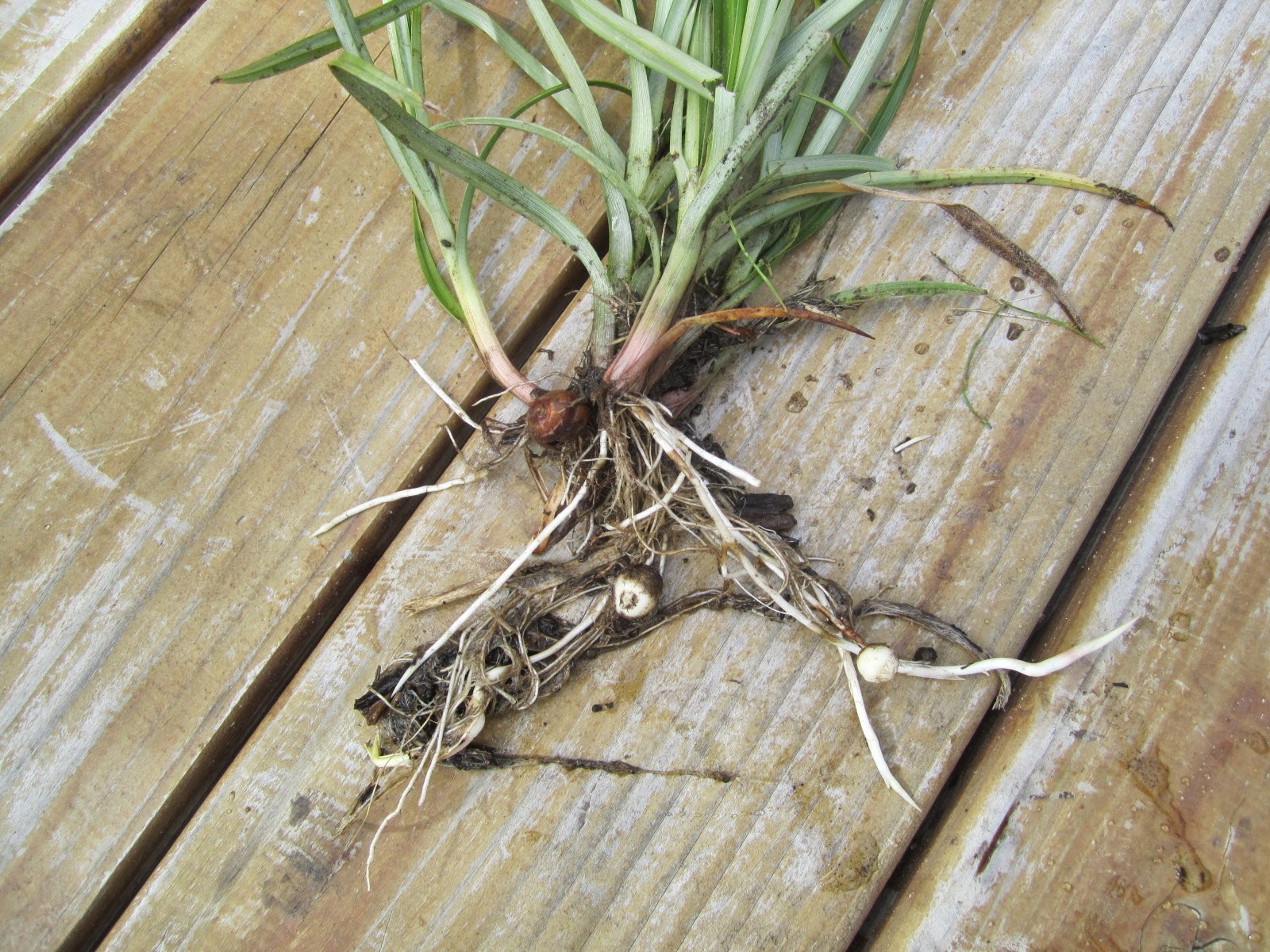 VeggiePharm: Arctic Tiger Nut Crop Experiment