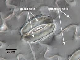 #75 Drawings | Biology Notes for A level
