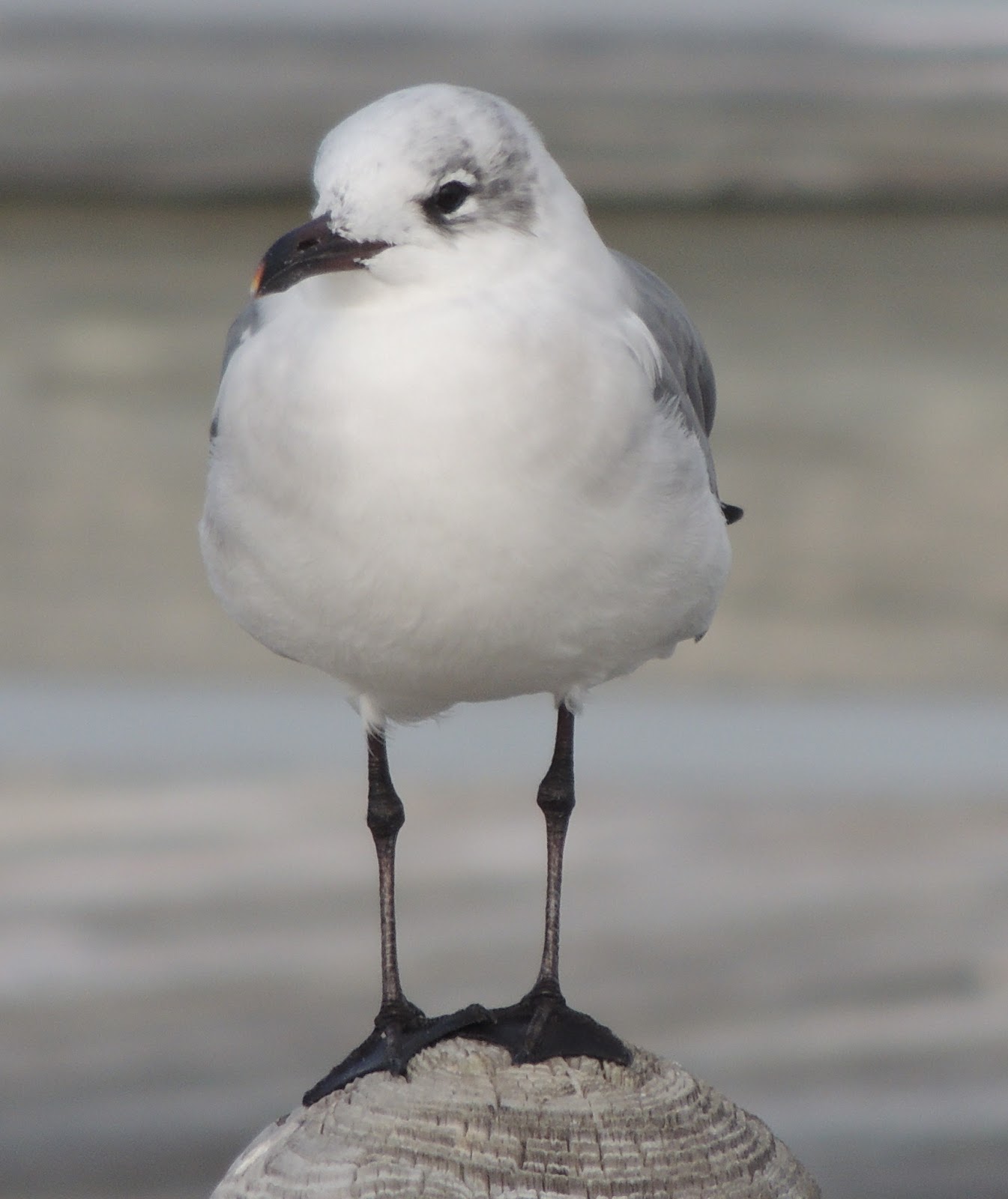 Birding,Beer & Skittles