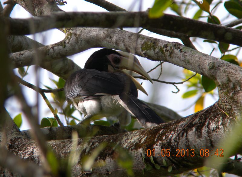 Birdwatching In Miri, Sarawak: Bird Watching at Piasau camp Miri