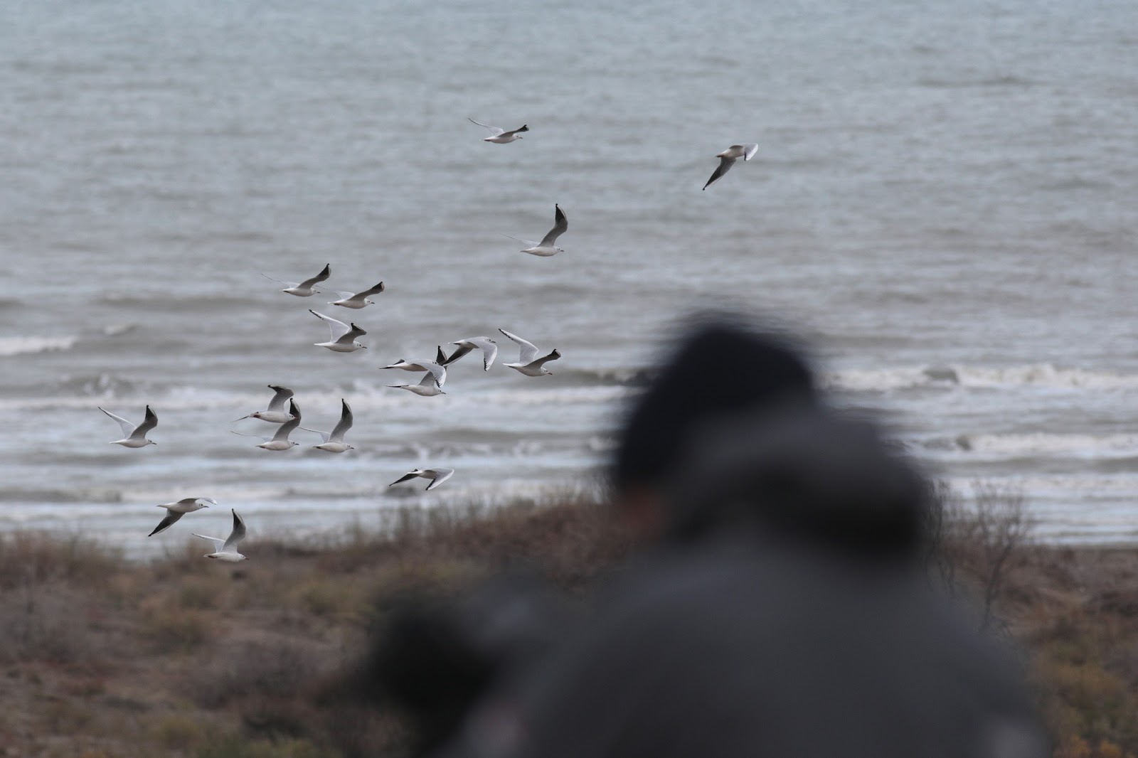 Birding Azerbaijan: Late October / early November impressions by ...