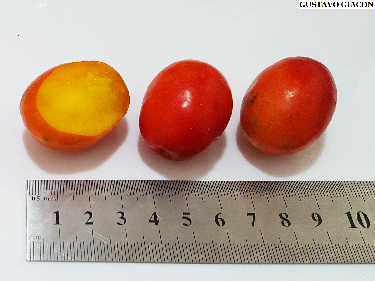 Viveiro Ciprest - Plantas Nativas e Exóticas: Seriguela ou Ciriguela ...