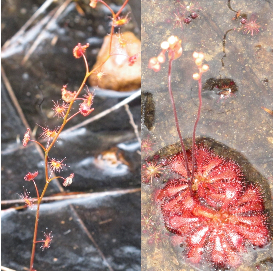 Old writer on the block: Sundews