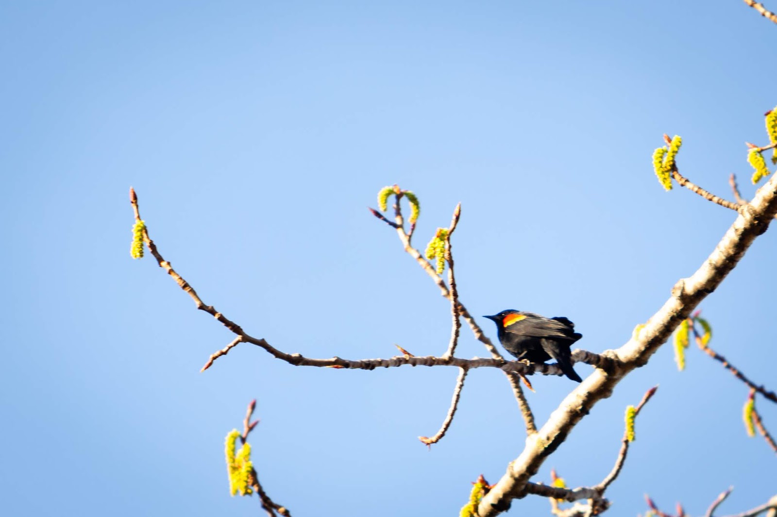 An Assignment: Birding - Parks Academe