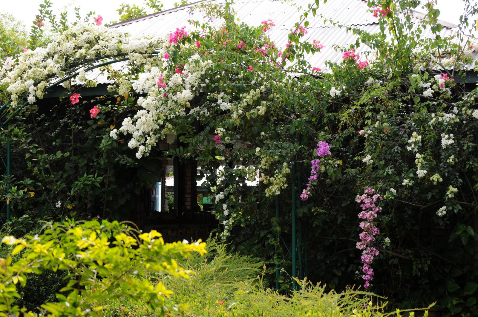 Crocodile Farm: CROCODILE FARM IN MIRI, SARAWAK