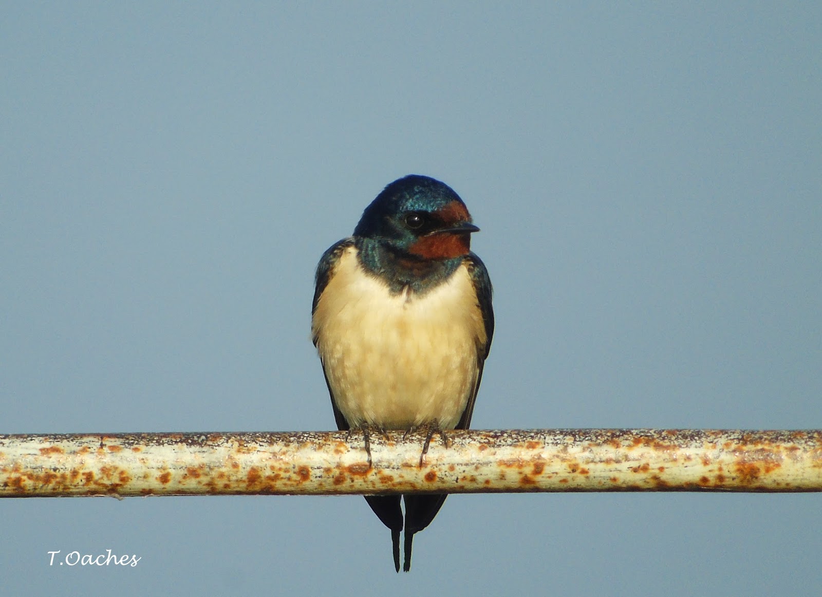 PASARI DIN ROMANIA: RANDUNICA, Hirundo rustica
