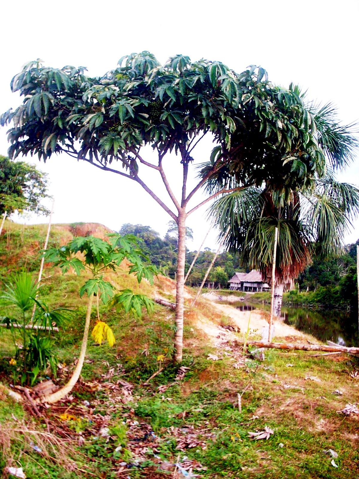 TIPISHCA: REGIONALISMOS LINGÜÍSTICOS AMAZÓNICOS (11)