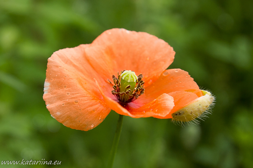 Katariina kudugurmee: Moonid, karikakrad, rukkililled ja kibuvits.