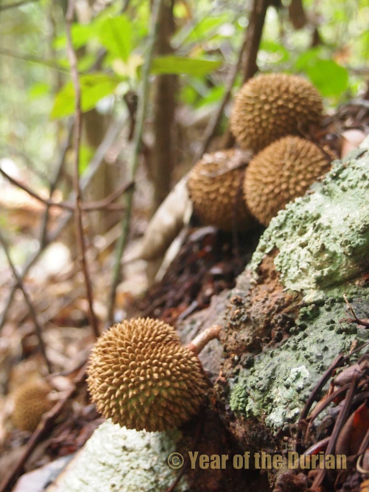 A Complete List of Durian Species