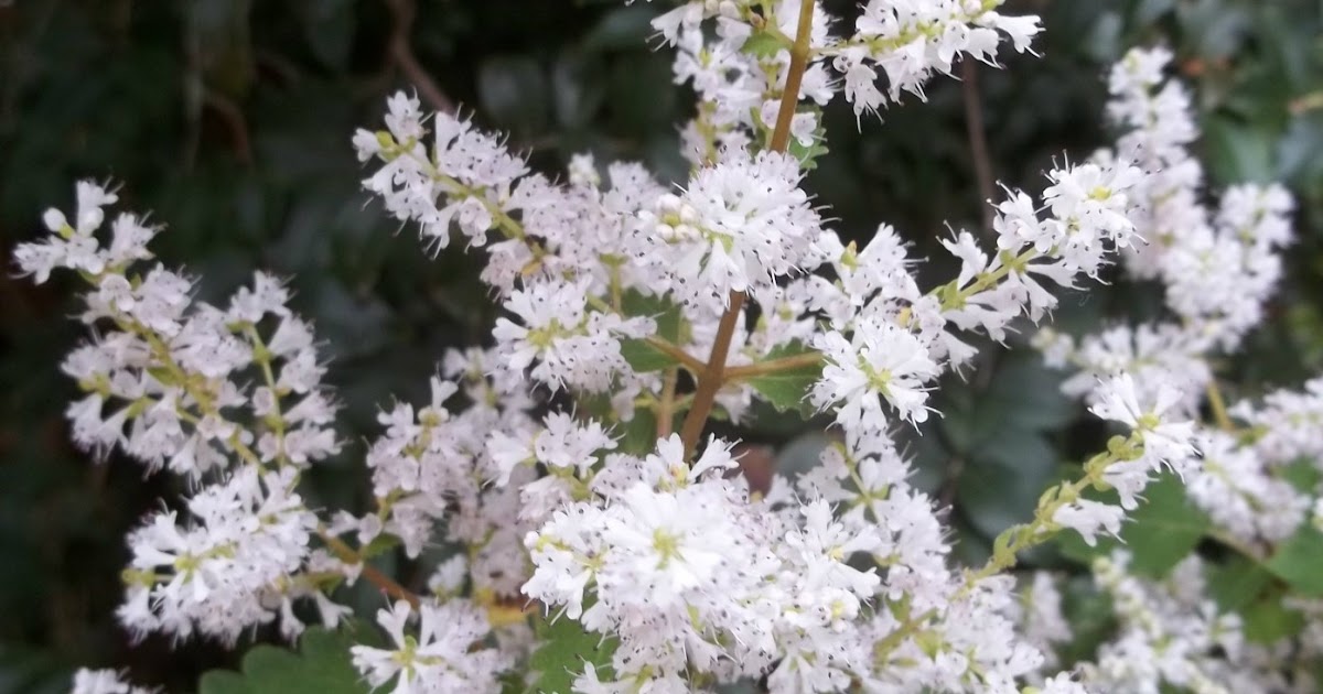 Garden Adventures: Tetradenia riparia (Iboza)