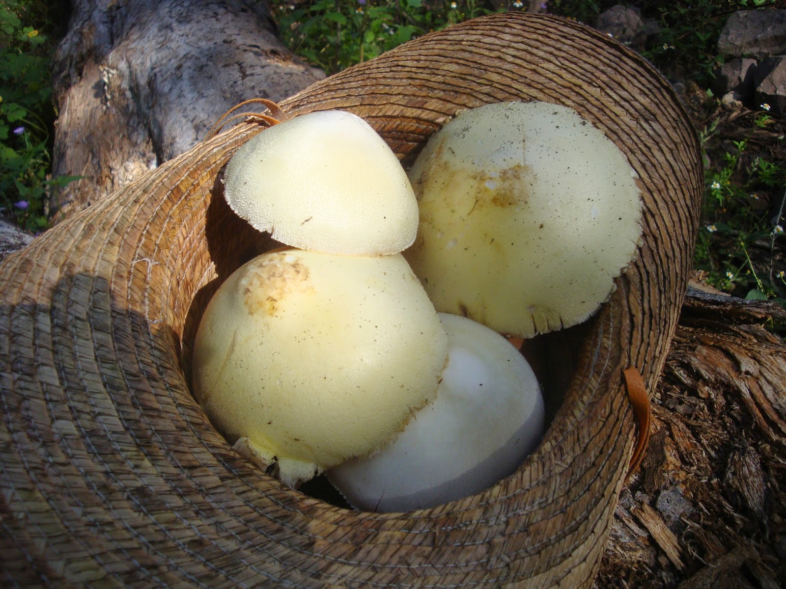 OXTOTITLAN: Hongos de cazahuate