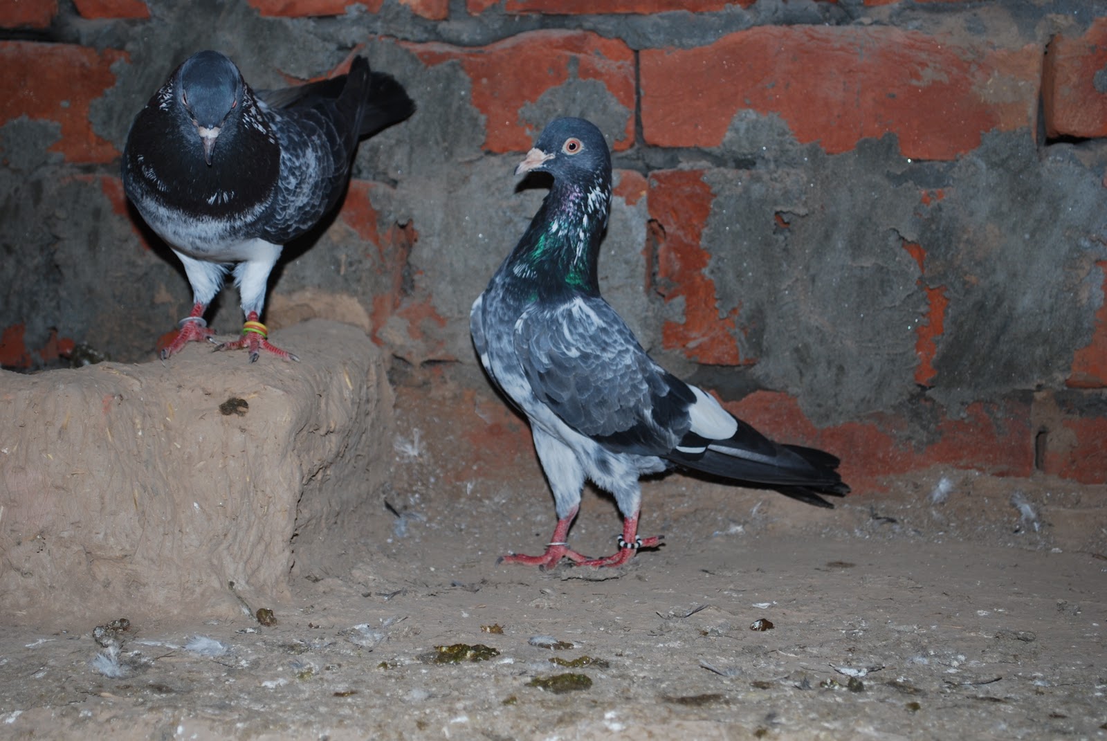 Pakistani Tipplers (Kabootar Baaz) | UK & USA Pigeons | Fancy Pigeons ...